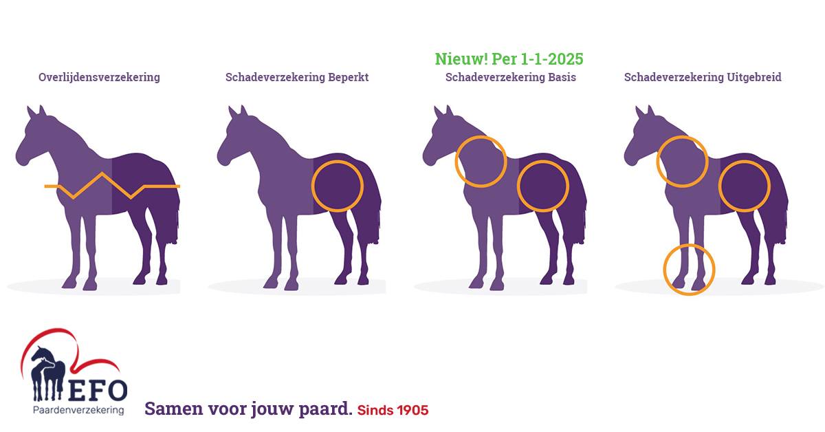 Nieuw vanaf 2025: Schadeverzekering Basis | EFO