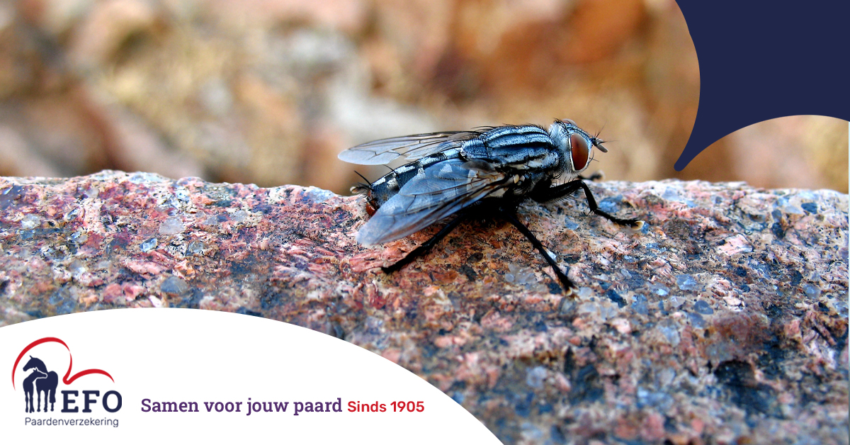 Horzeleitjes: een plaag voor je paard | EFO