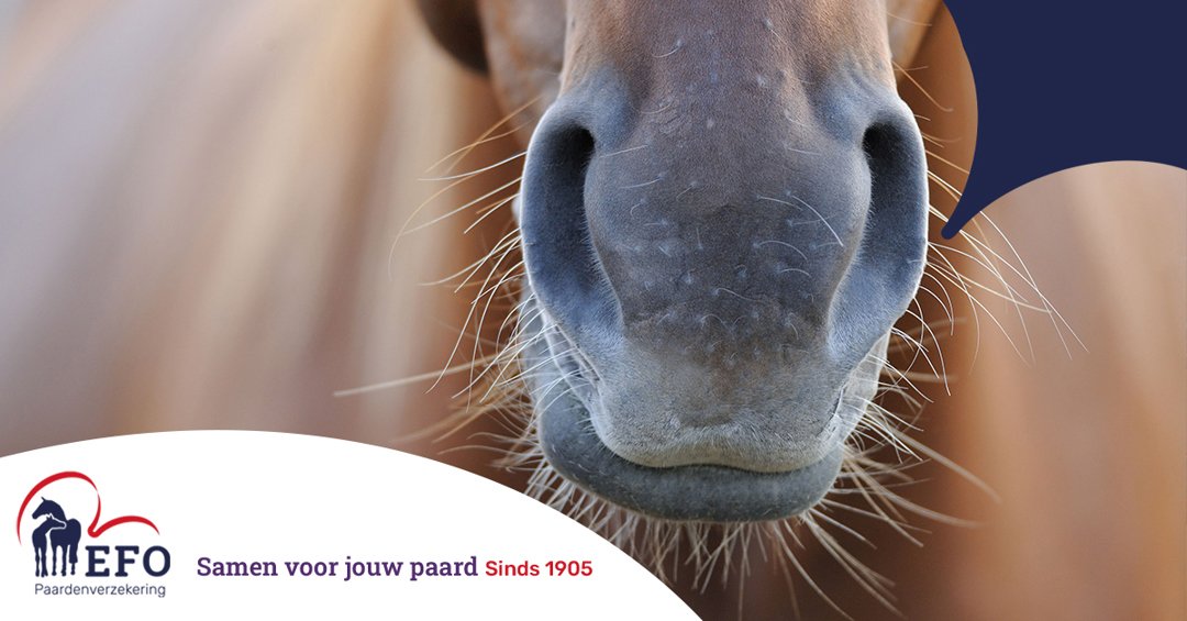 Luchtwegproblemen bij paarden | EFO