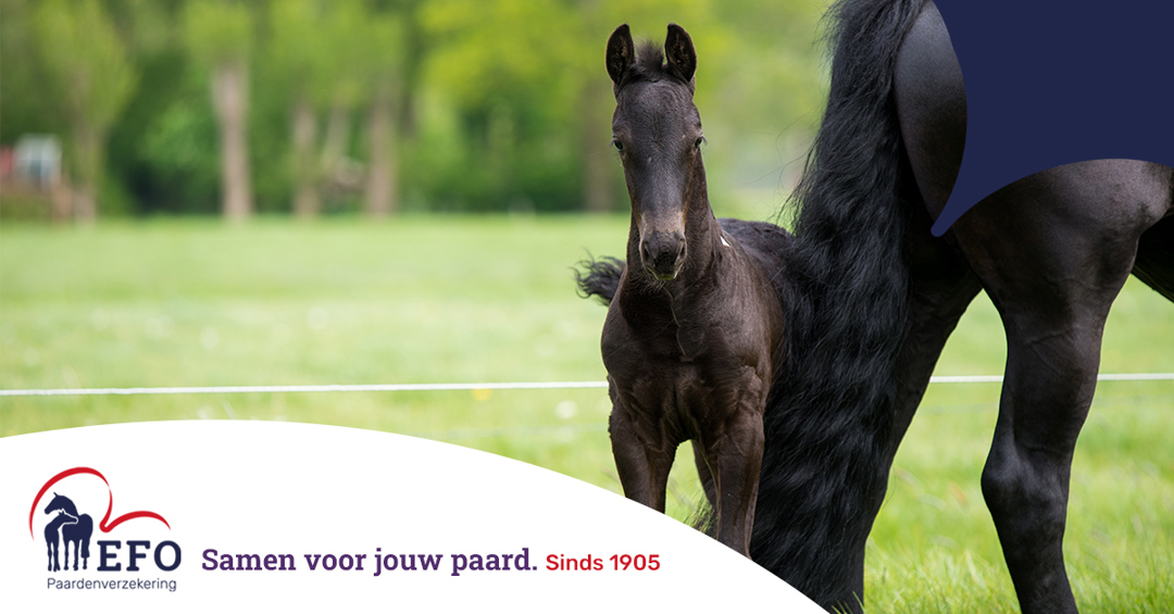 Zo geef je jouw veulen een goede start | EFO