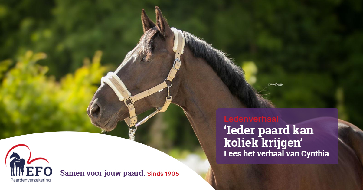 Cynthia van der Meer: ‘Ieder paard kan koliek krijgen, check of je ...