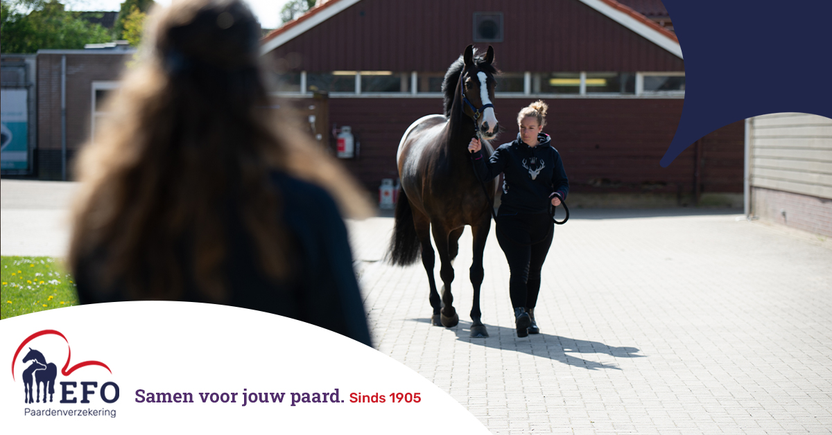 Stap voor stap op weg naar je droompaard | EFO