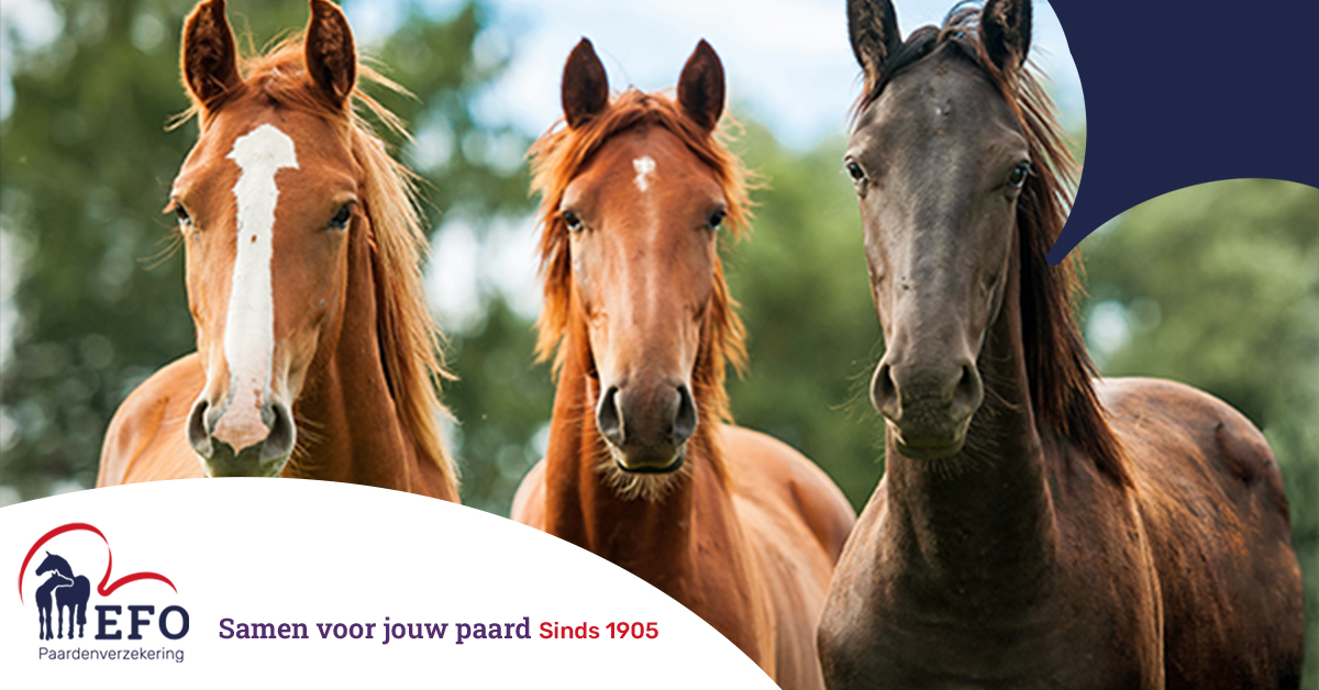 Schadeverzekering Basis | EFO