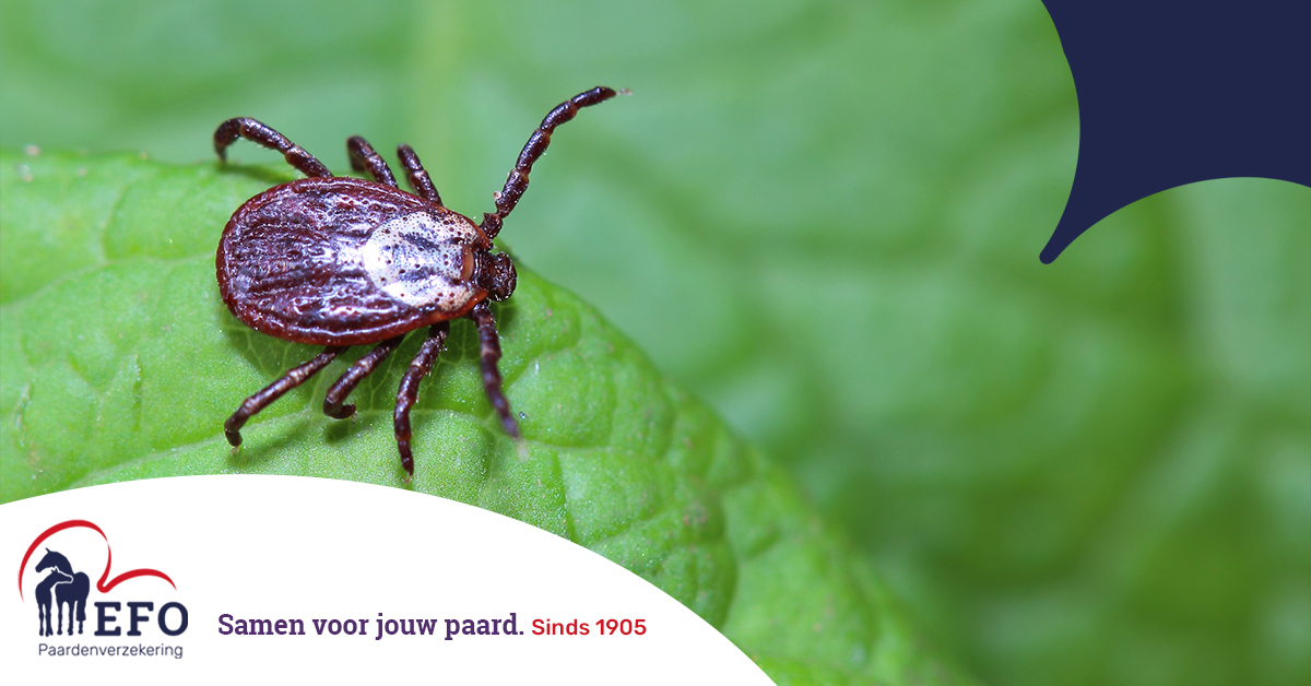 Het seizoen van de teek | EFO