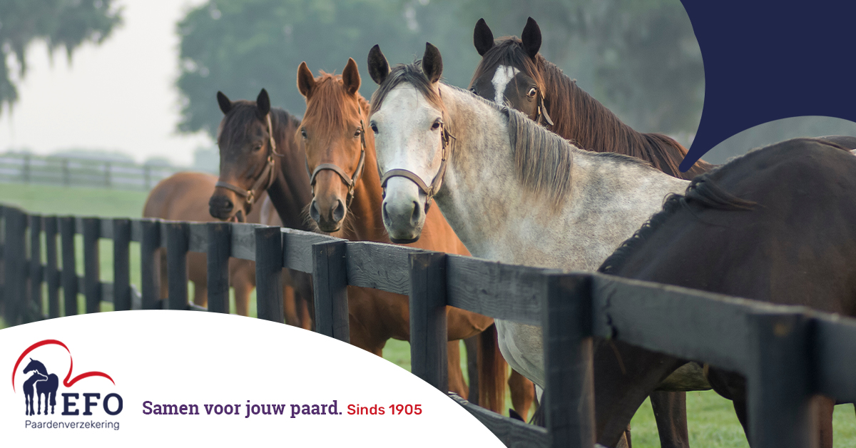 Wat te doen bij cornage | EFO