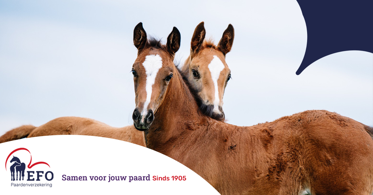 5 tips voor de verzorging van een veulen | EFO