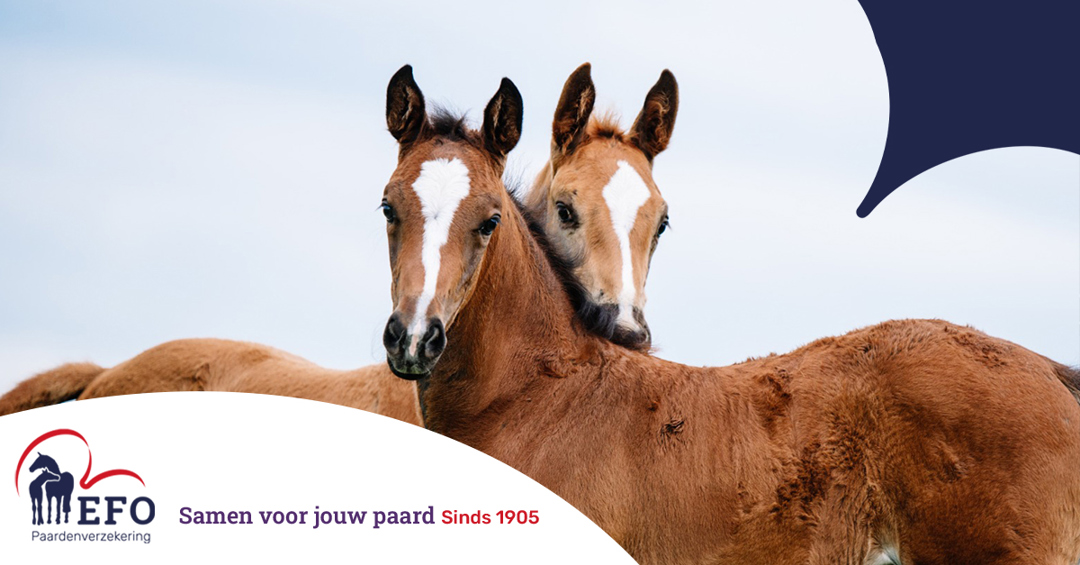 5 tips voor de verzorging van een veulen | EFO