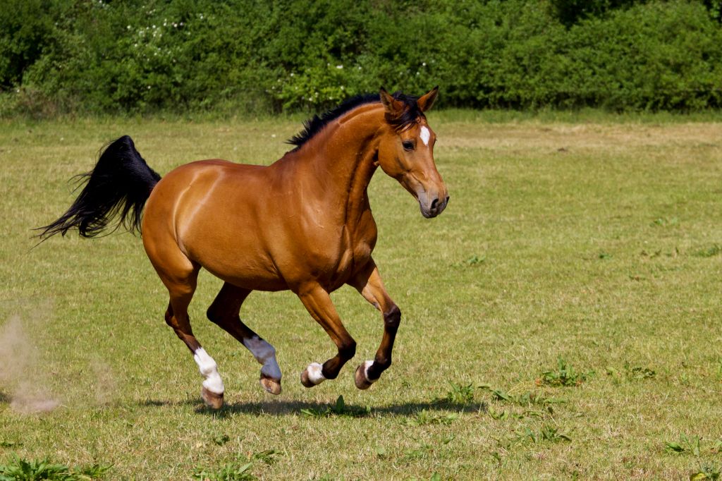 Het paard als vluchtdier | EFO