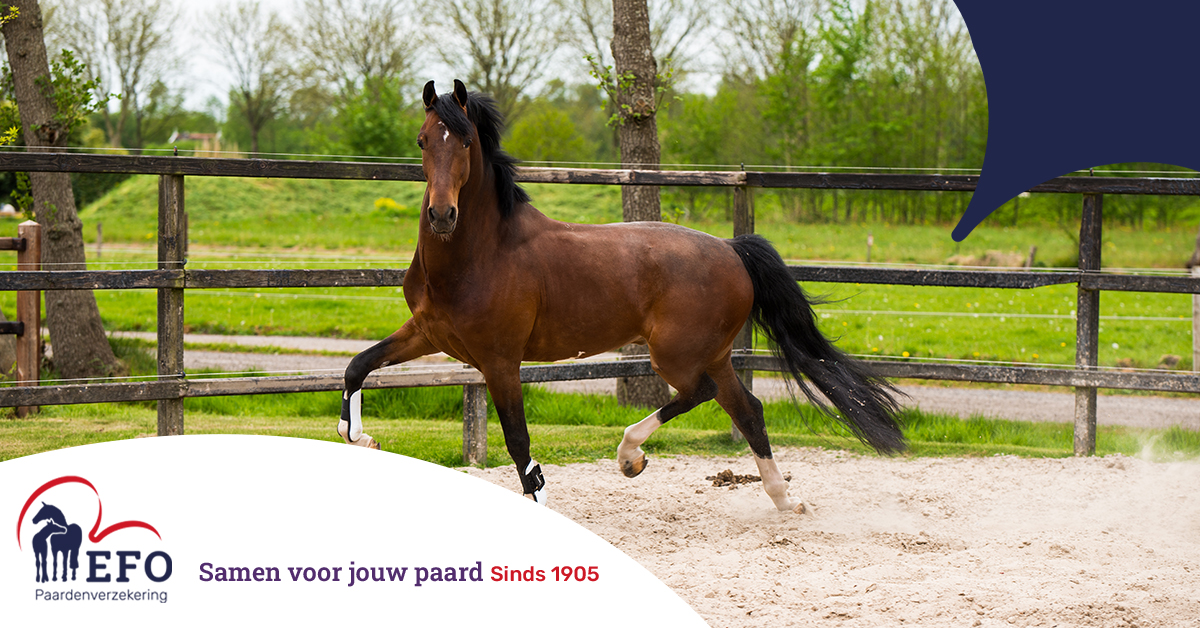 Waarom zou je een paard verzekeren? | EFO