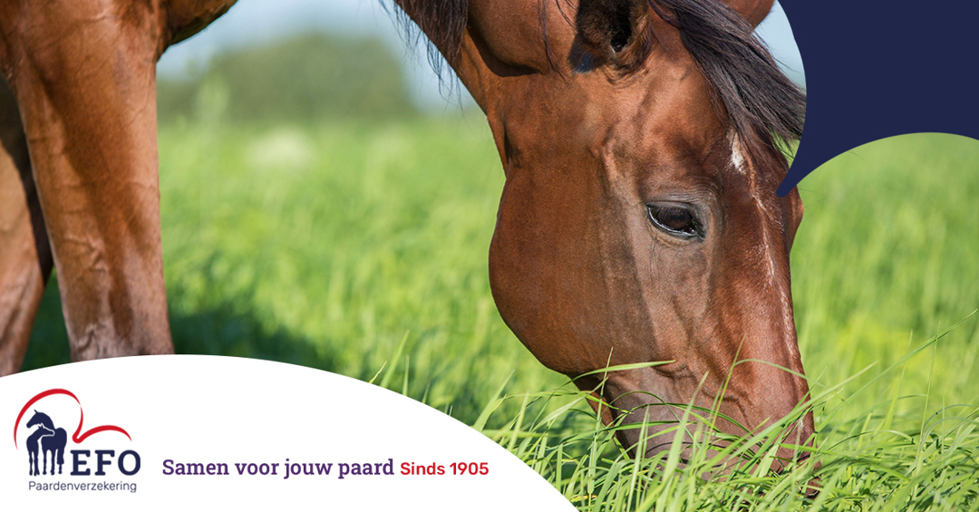 Wat is hoefbevangenheid? | EFO